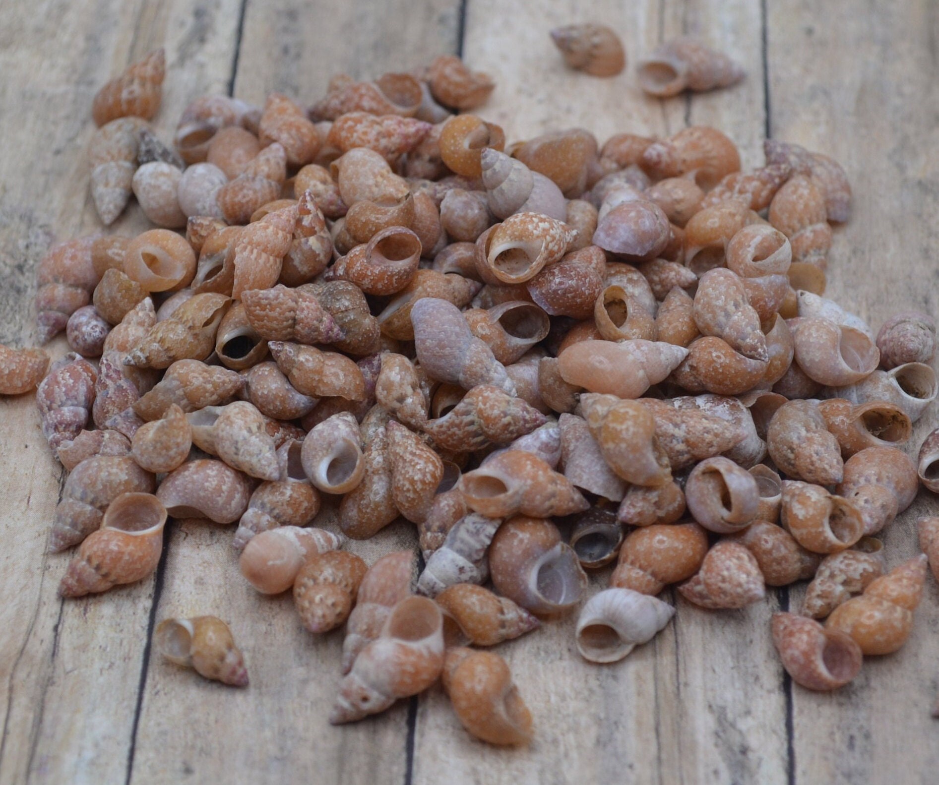 Philippine Brown Mellissa Shells (1/4 -1/5") | 1/4 Cup - Etsy