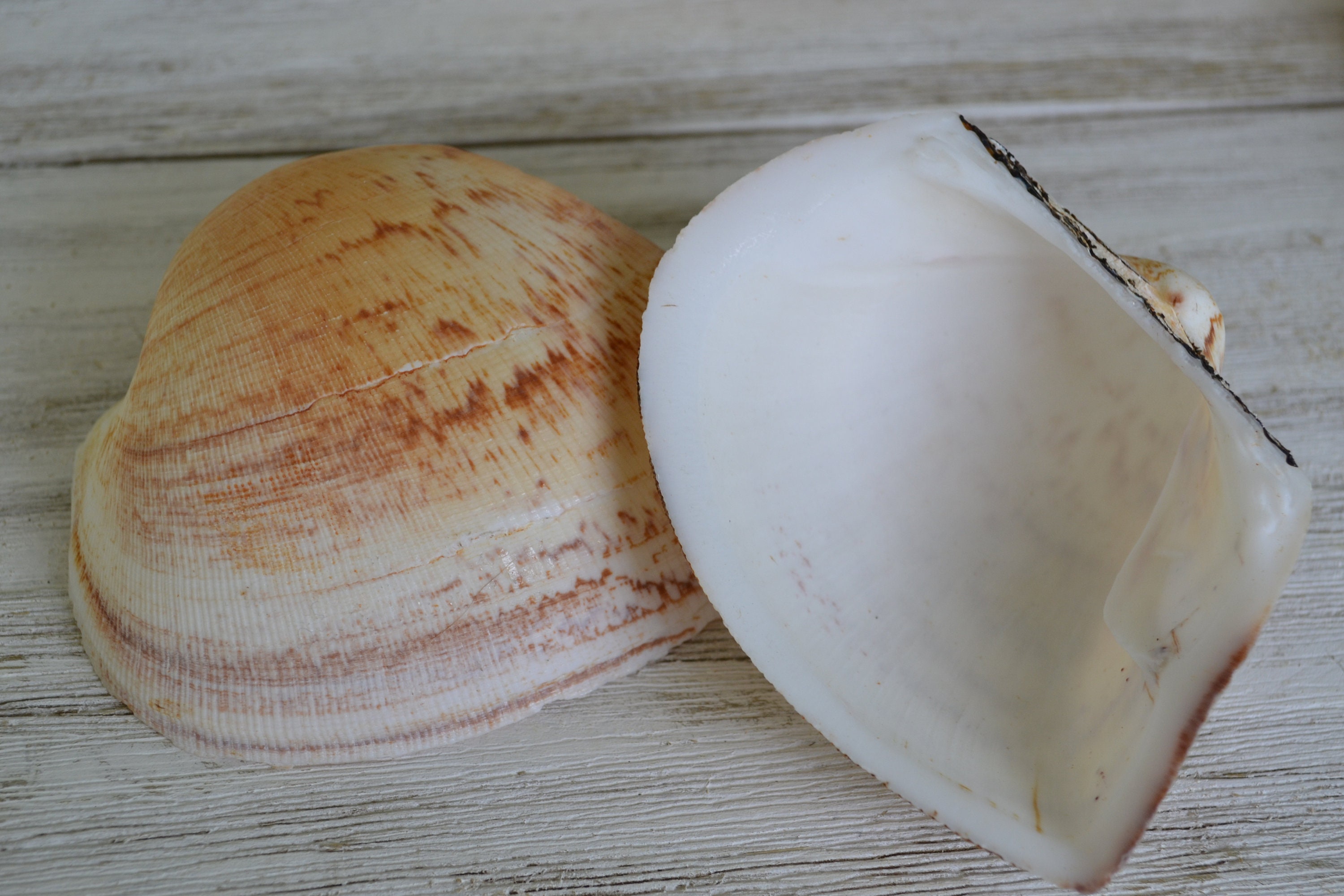 False Ark Clam Hooked Ark Shell Cucullaea Labiata 3.75 | Etsy