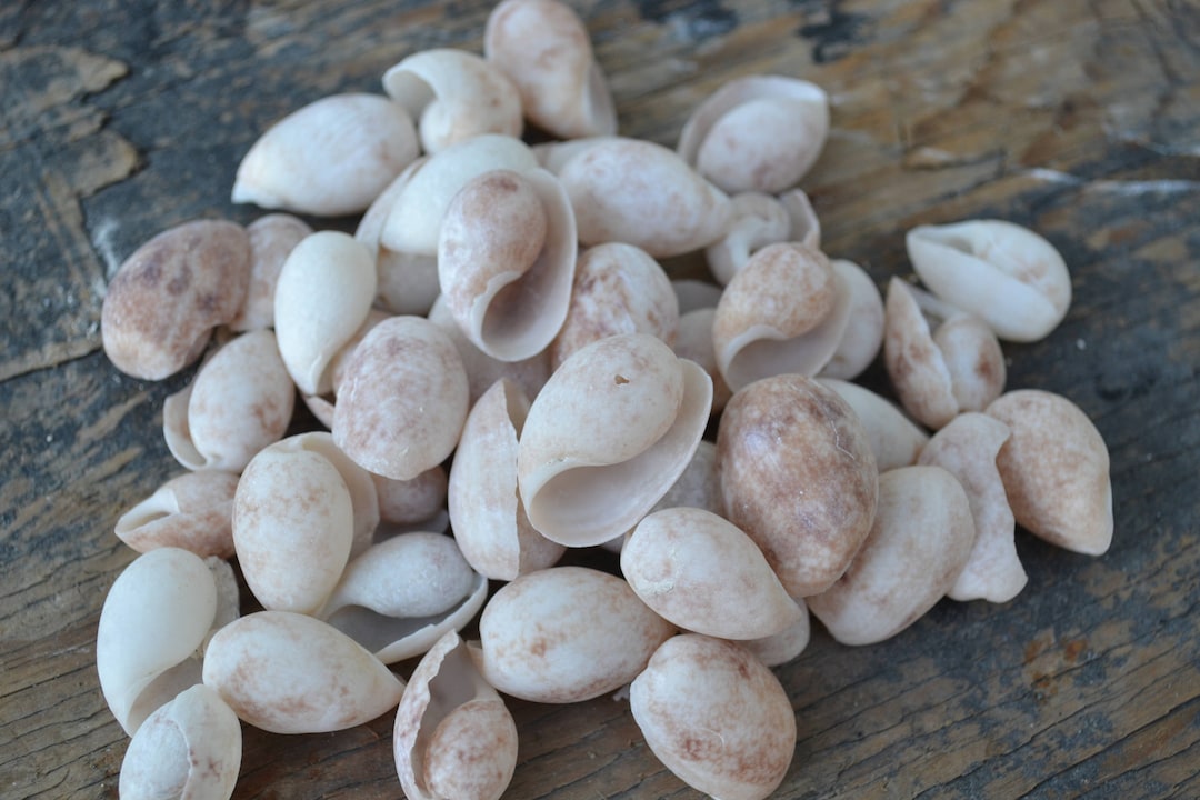 Baby Melon Shells ( Apx 1") | 20 Shells - Etsy