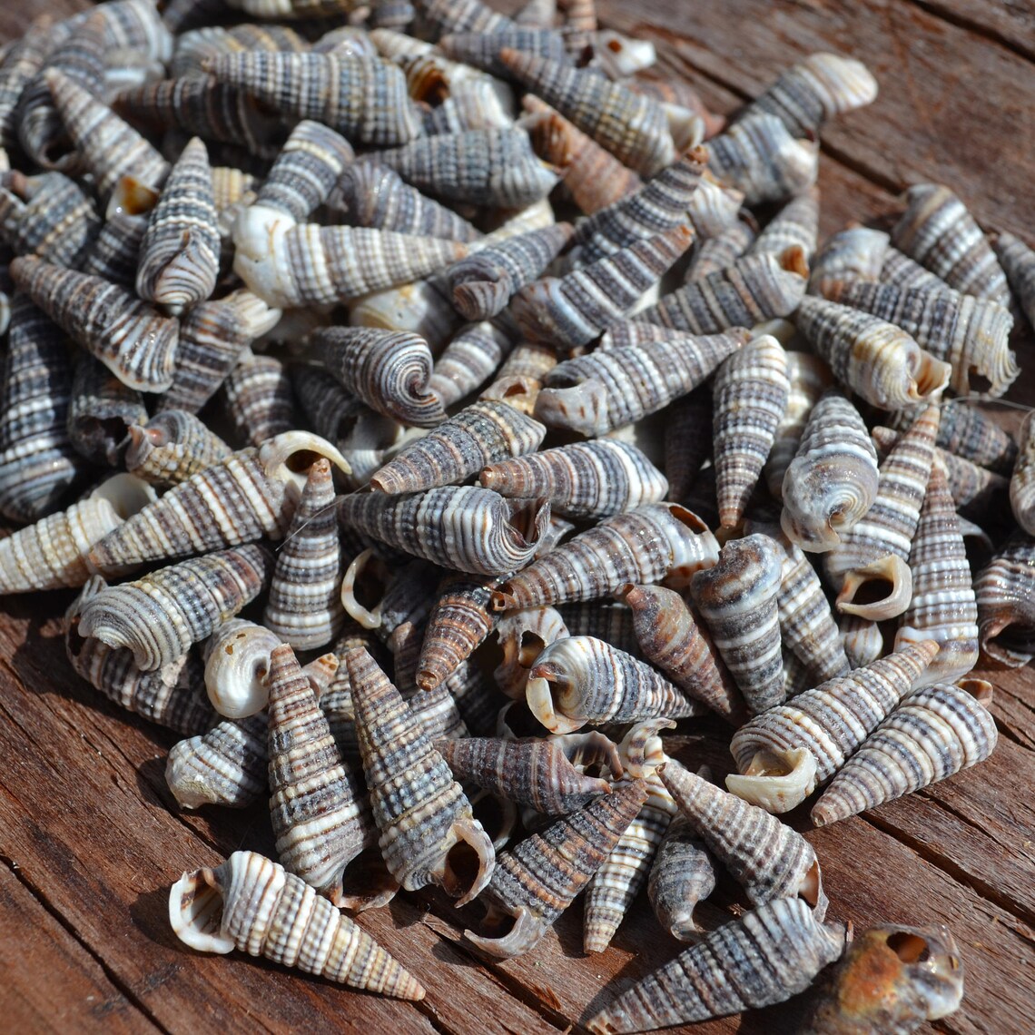 Cerithium Sulcata Shells Auger Shells 3/4 1 1/4 | Etsy