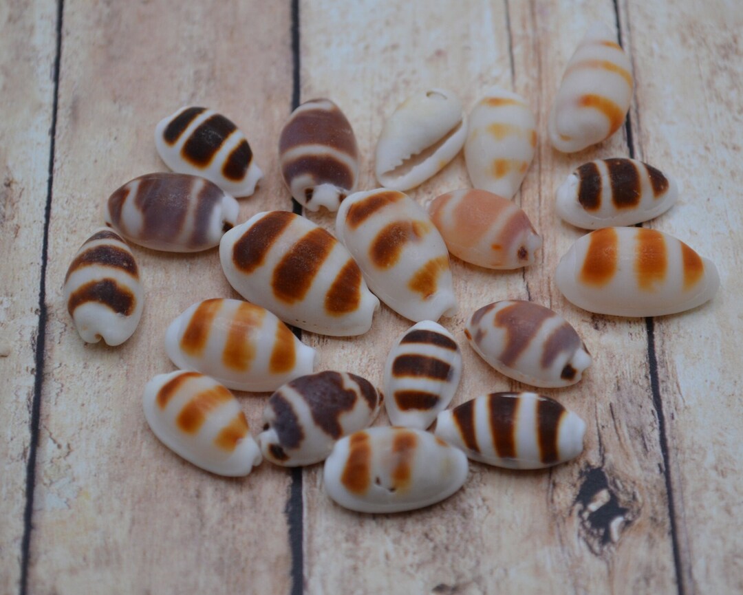 Natural Cypraea Palmadusta Asellus Shell Striped Asellus - Etsy