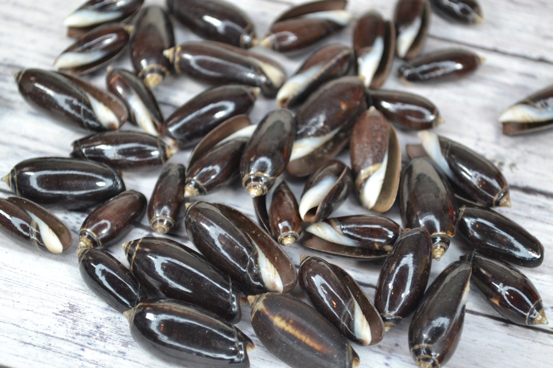 Black Olive Shells apx 1.0 1.5 10 Shells - Etsy