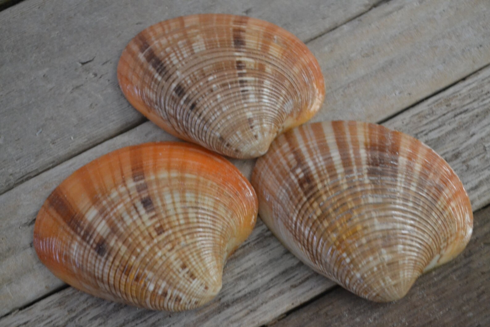 Sunray Venus Clam Shell Callista Erycina Clam Shell 2.25 - Etsy