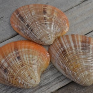 Sunray Venus Clam Shell, Callista Erycina Clam Shell ( 2.25 - 3") | 4 ...