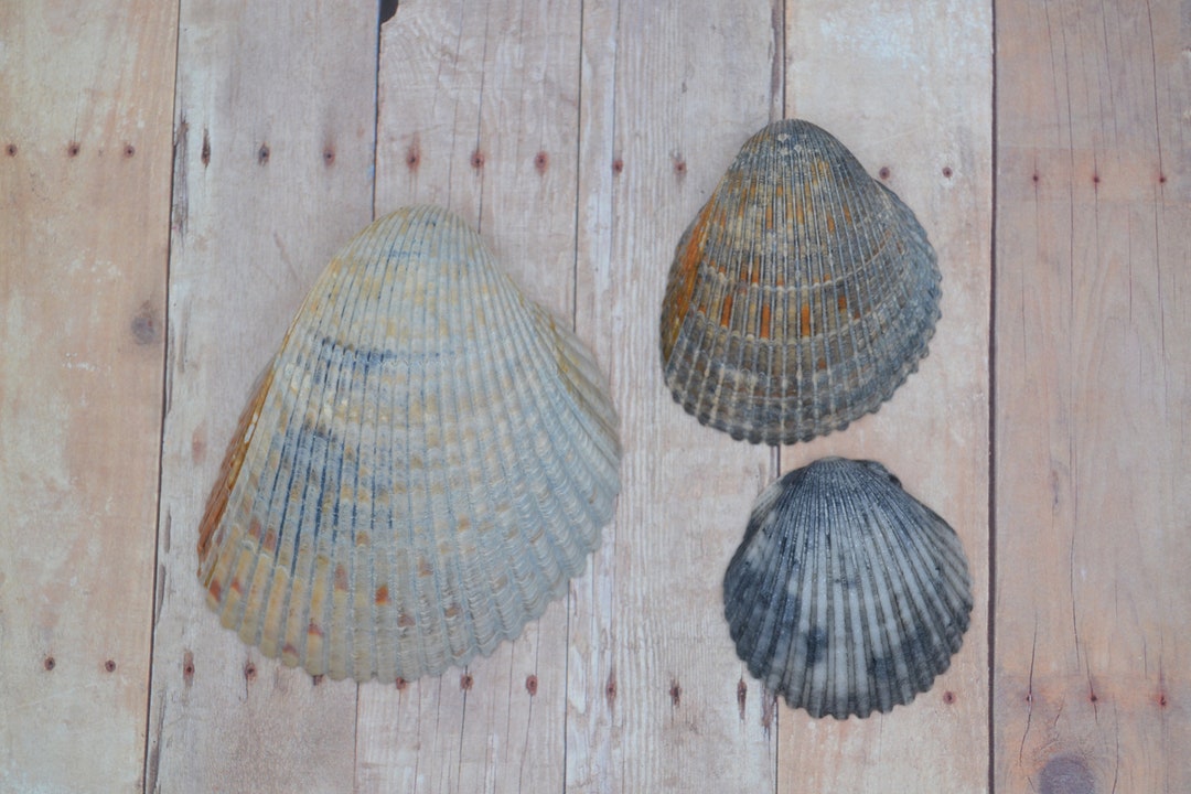 Beach Weathered Florida Cockle Shells (SHL310) | 3 Pieces - Etsy