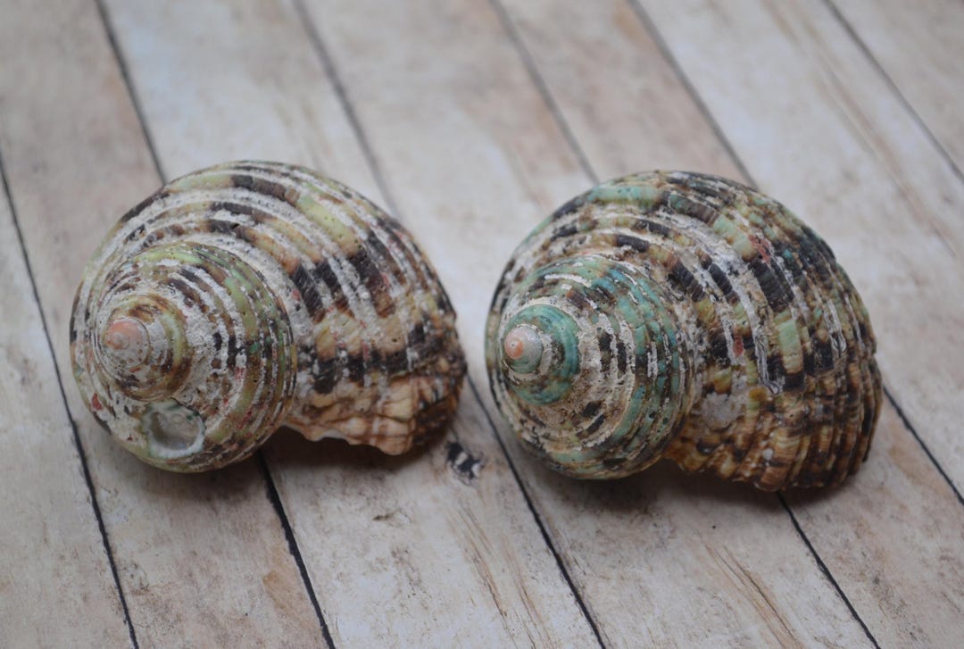 A Pair of Natural #2 Green Turbo Shells (SL321) | 2 Shells - Etsy