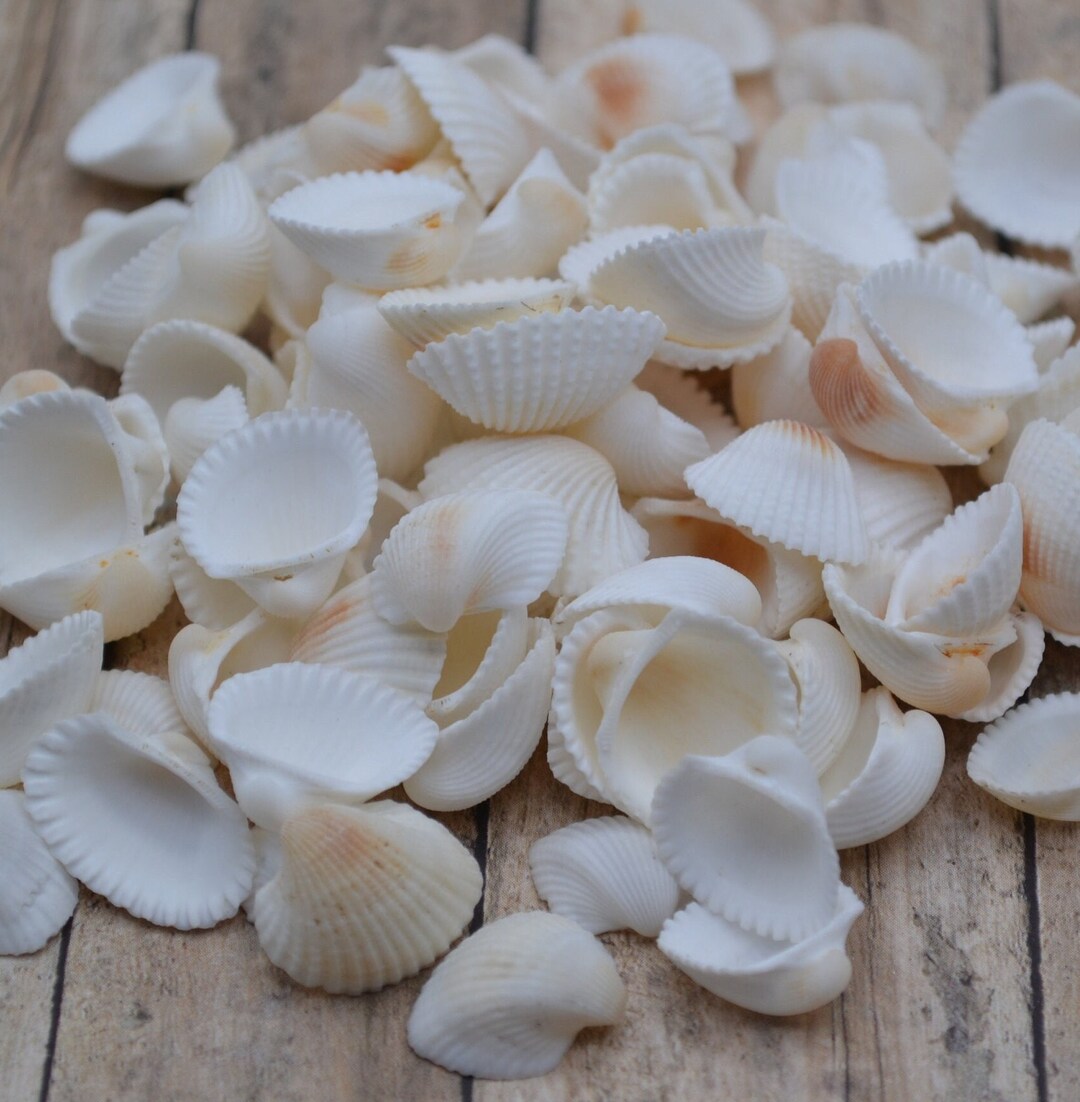 Tiny White Granosa Shells, Tiny Clam Shells (1/2 - 3/4") | 1/4 Cup - Etsy