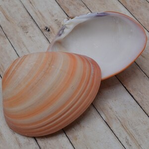 Queen Pink Clam Shells, Pink Quahog, Natural Clam Shells, Pink Clam ...