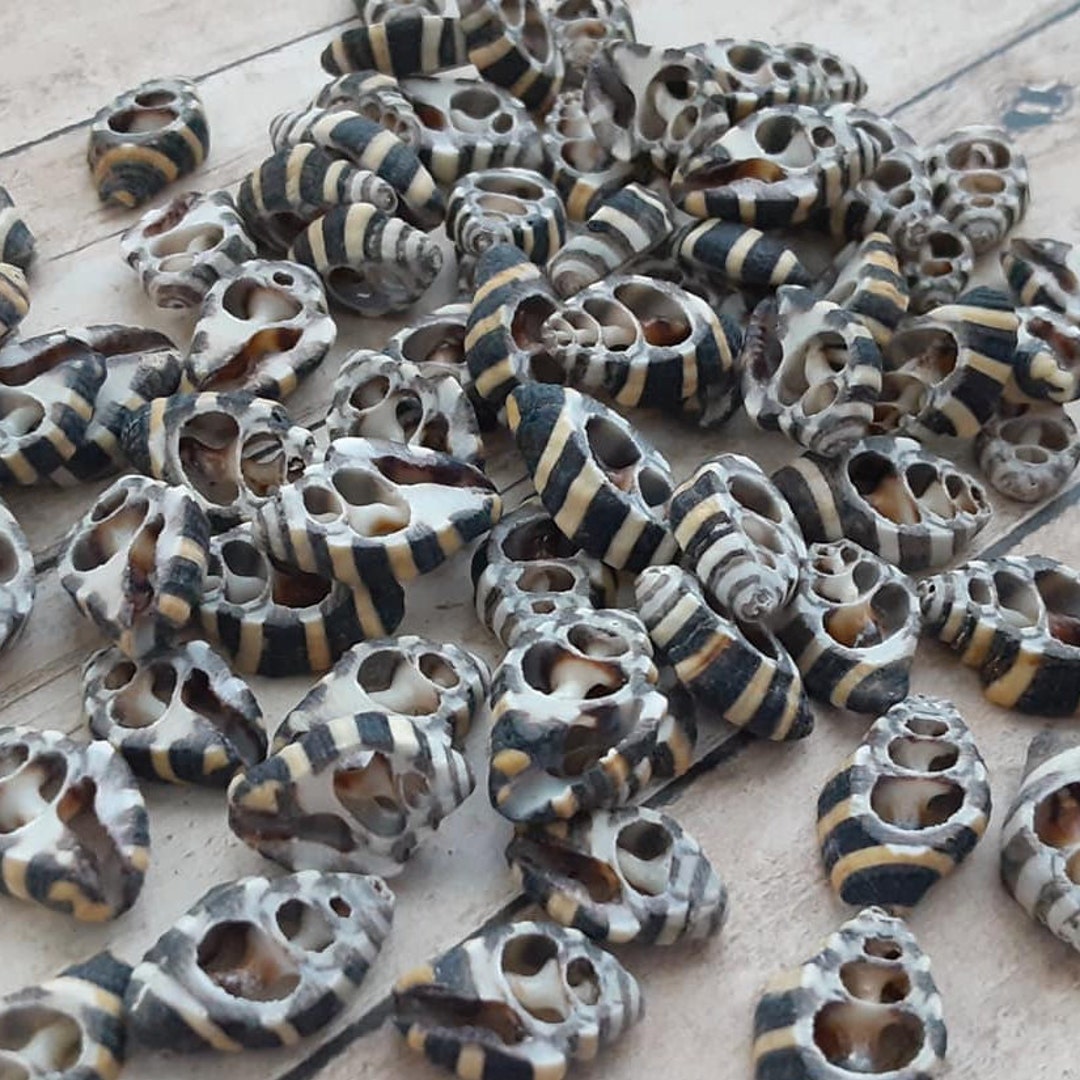 Center Engina Mendicaria, Bumble Bee, Black and White Striped Shell (5/8 -3/4") | 10 Pieces - Etsy