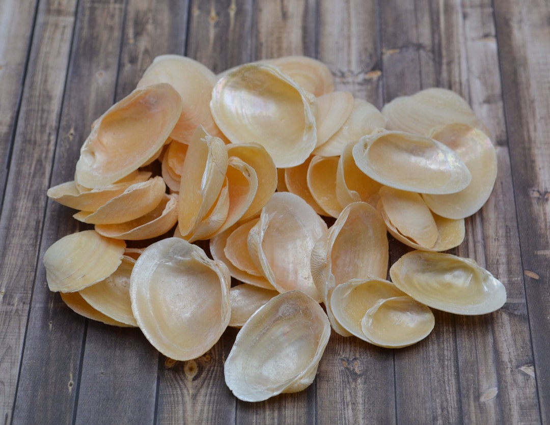 Gold Jingle Shells From India, Natural Shells 3/4 1 3/4 20 Pieces - Etsy