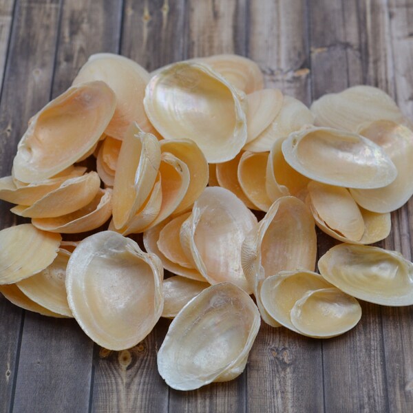 Jingle Shells - Etsy