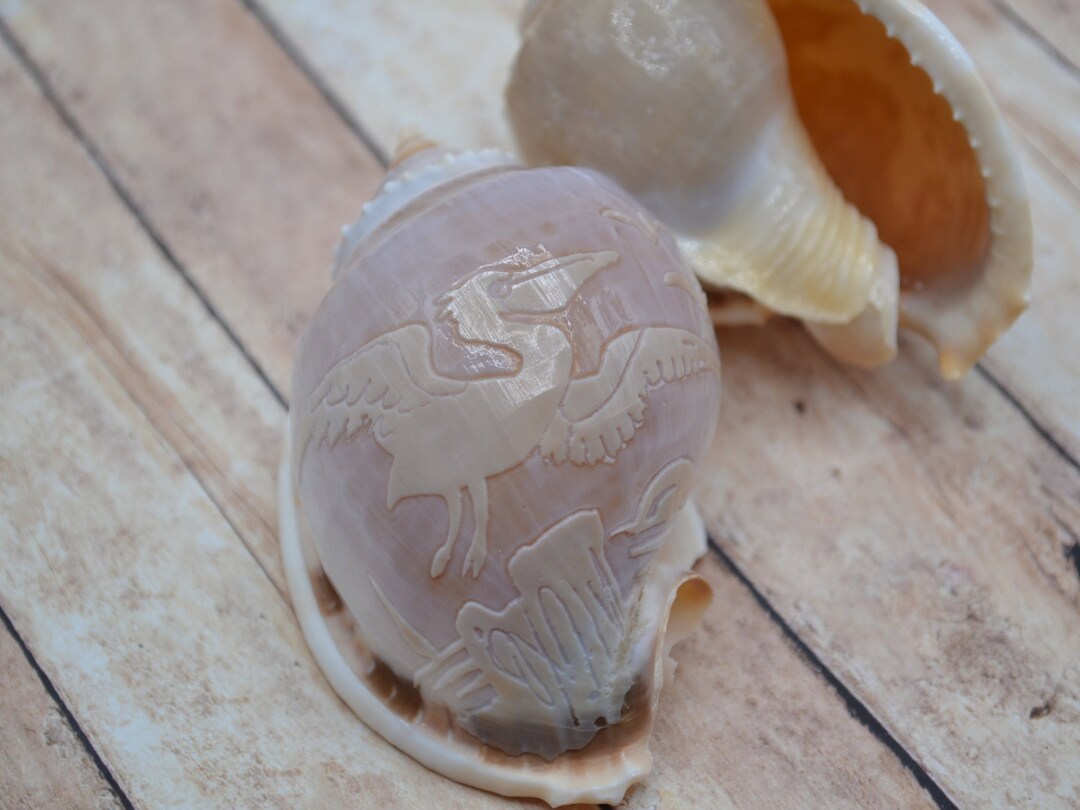 Carved Bonnet Shells, Pelican, White Channeled Bonnet (apx 3.0 - 3.5 ...