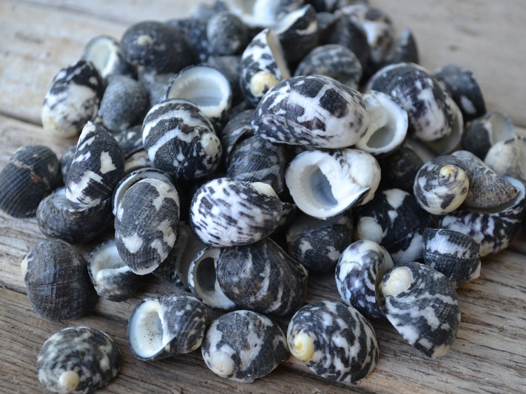 Black Moon Seashells, Nerita Polita Shells | 1/4 Cup - Etsy