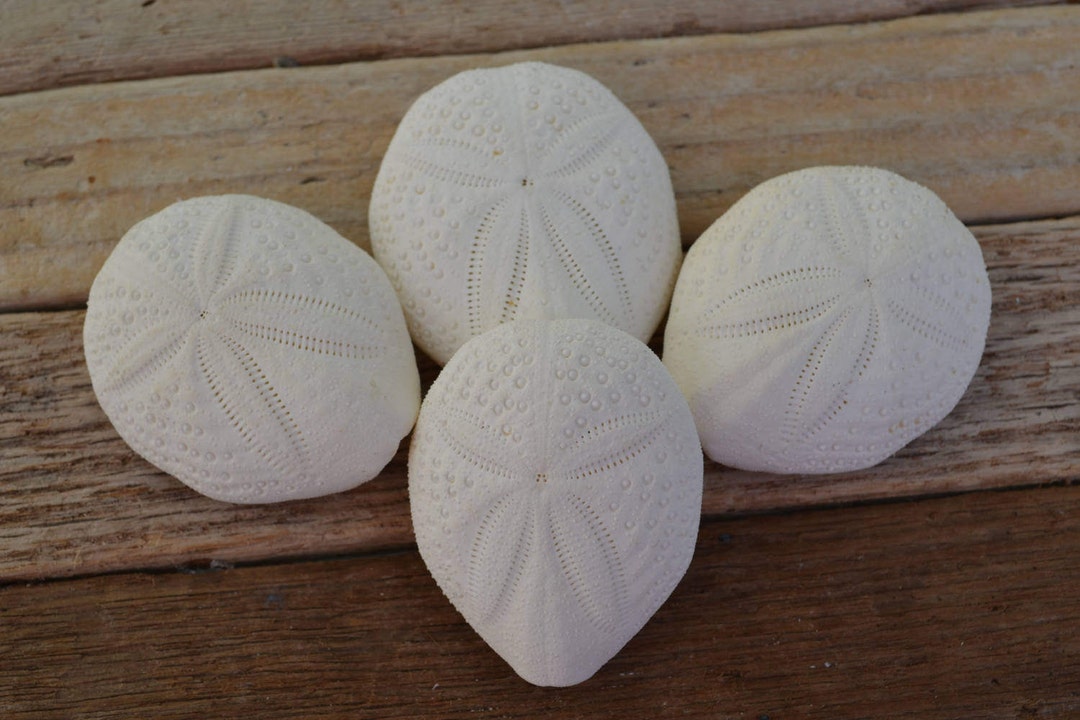 Puffer Sea Biscuits, Puffer Sand Dollars, Sea Gophers, Gopher Shells (1 ...