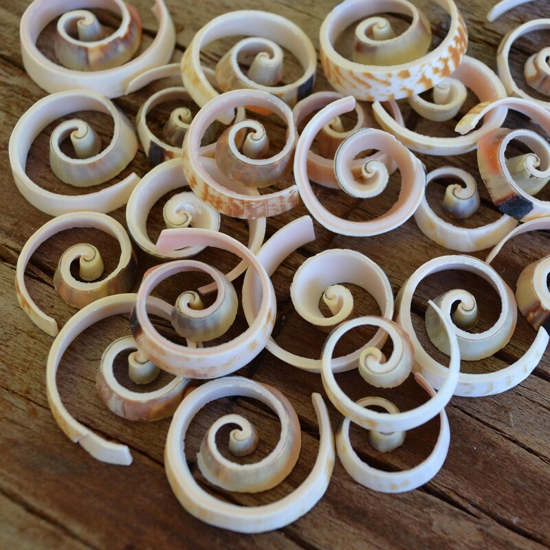 Flat Spiral Shells - Etsy
