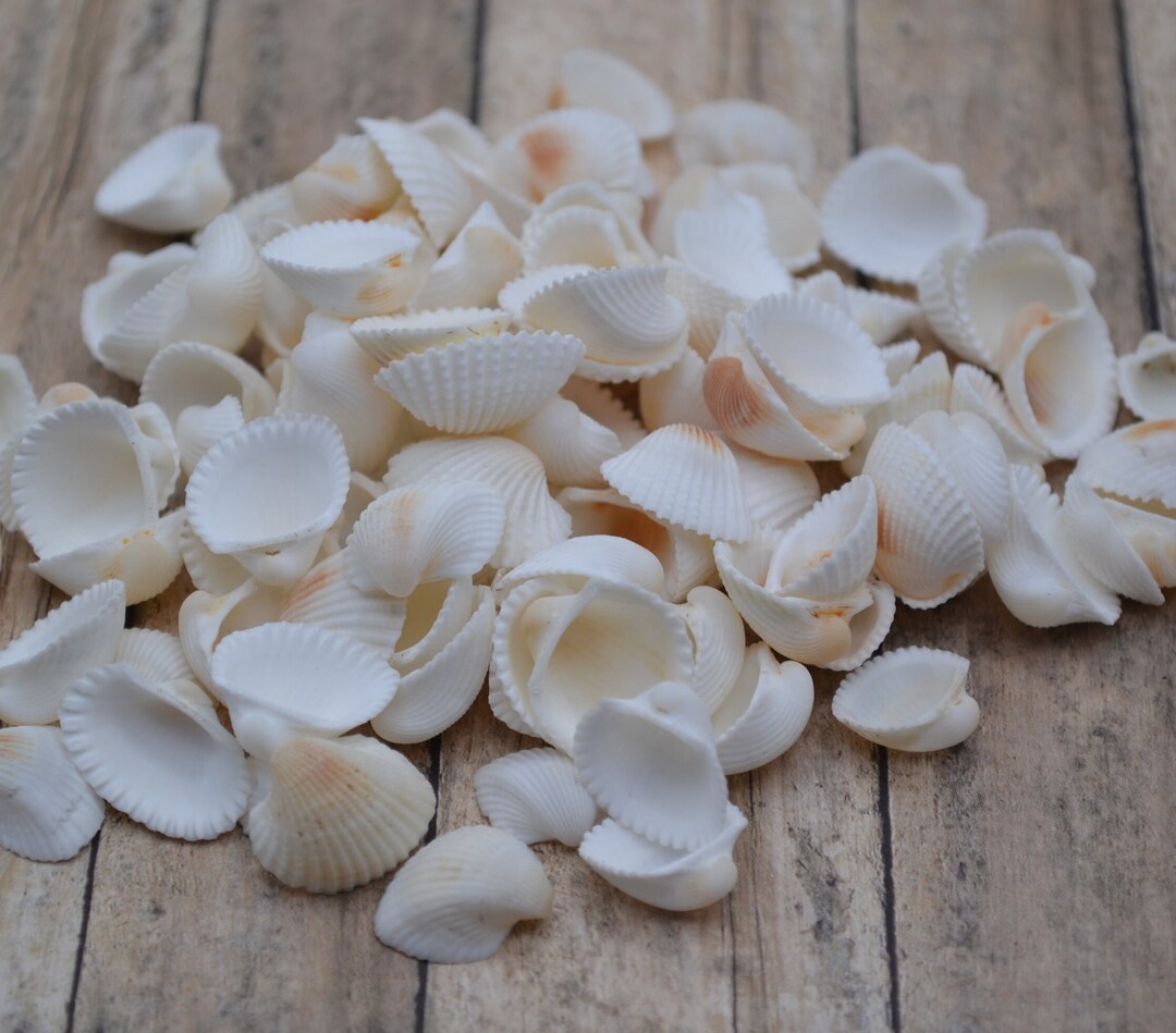 Tiny White Granosa Shells (1/2 - 3/4") | 1/4 Cup - Etsy