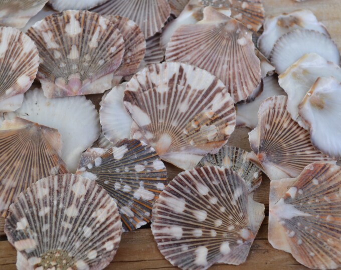 Baby Flat Scallop Shells, Pecten Pyxidata Flats (1-2") | 15 Pieces - Etsy