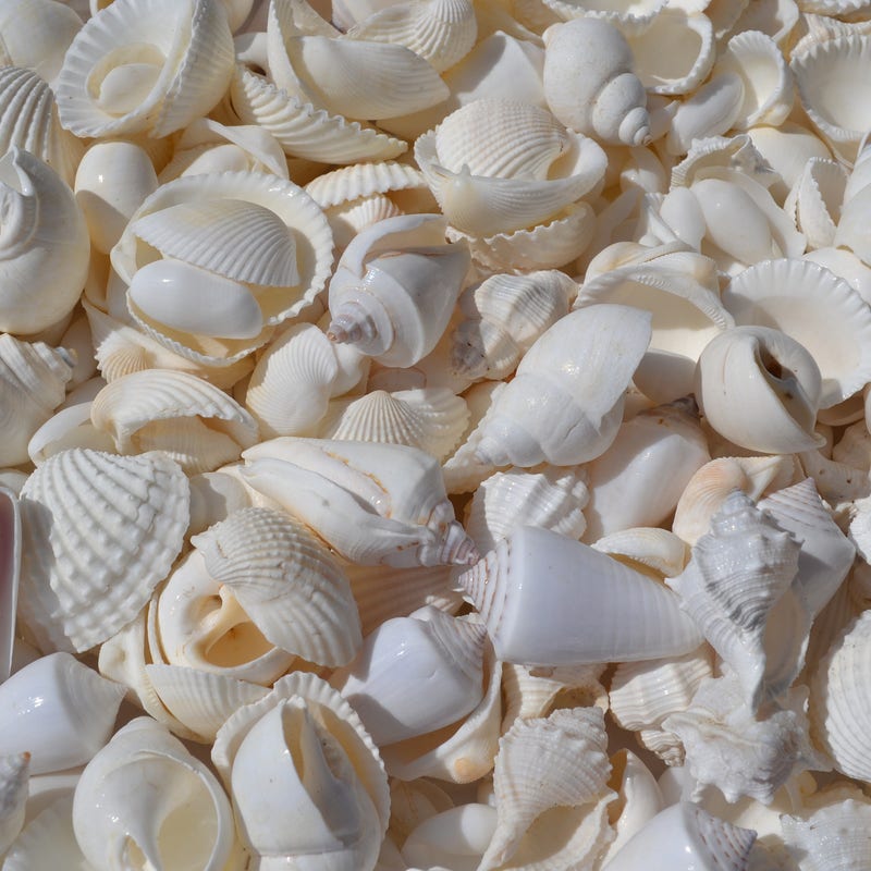 Wedding Shells - Etsy