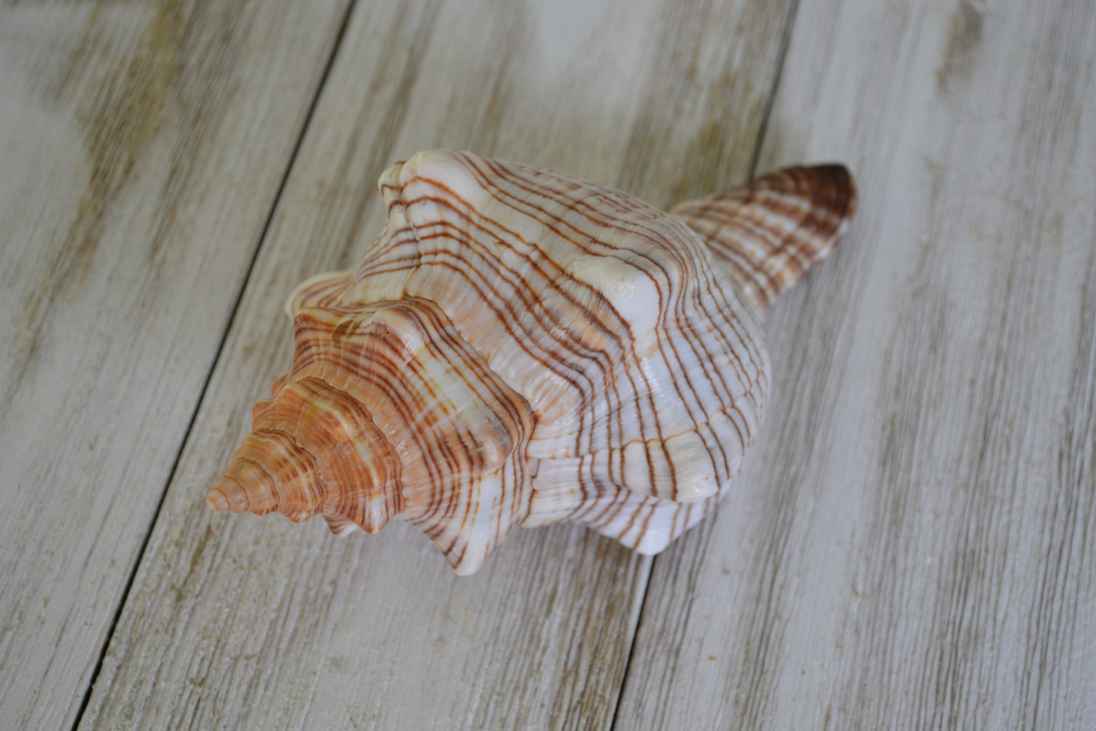 Striped Fox Conch Shell | 1 Shell - Etsy