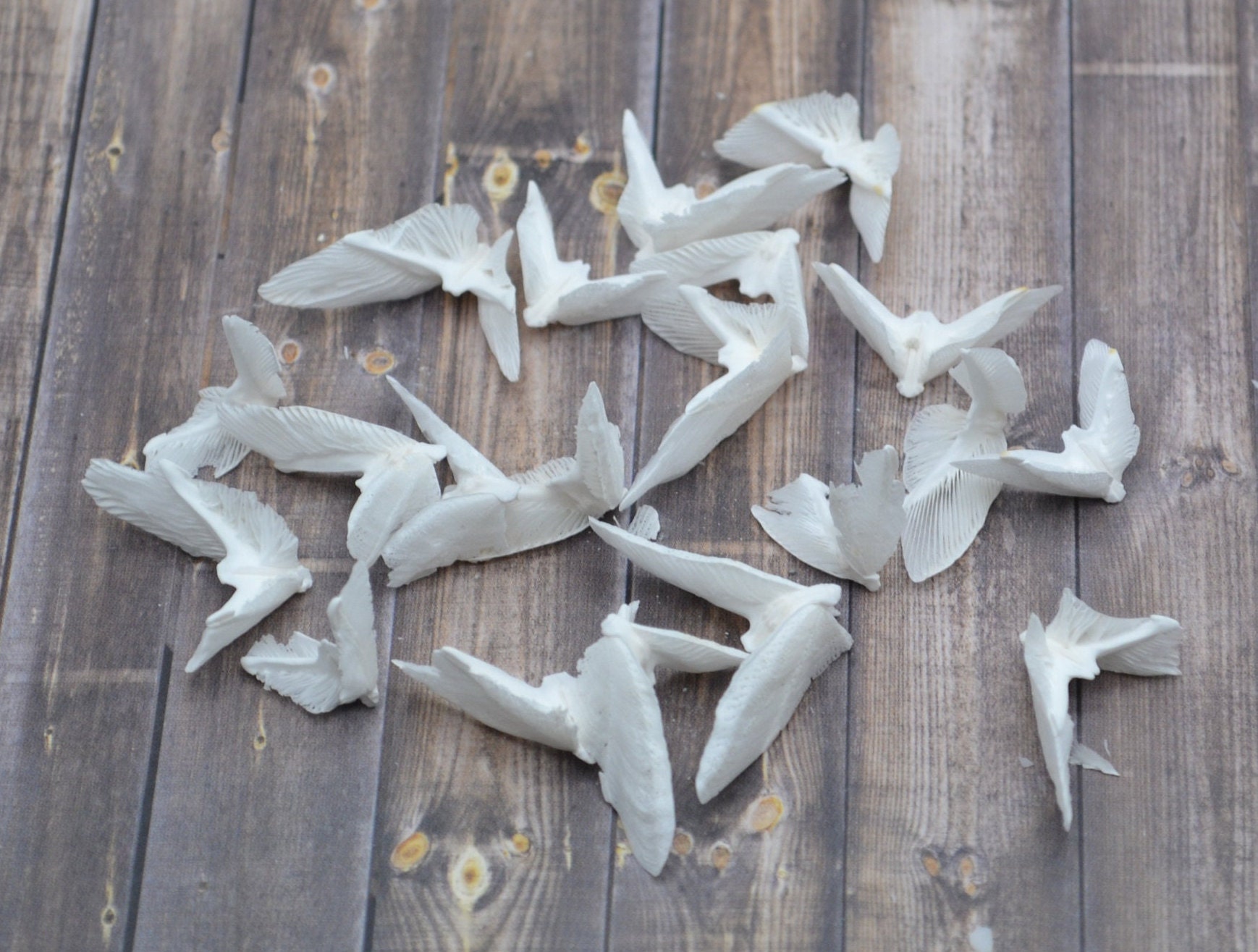 Sand Dollar Doves
