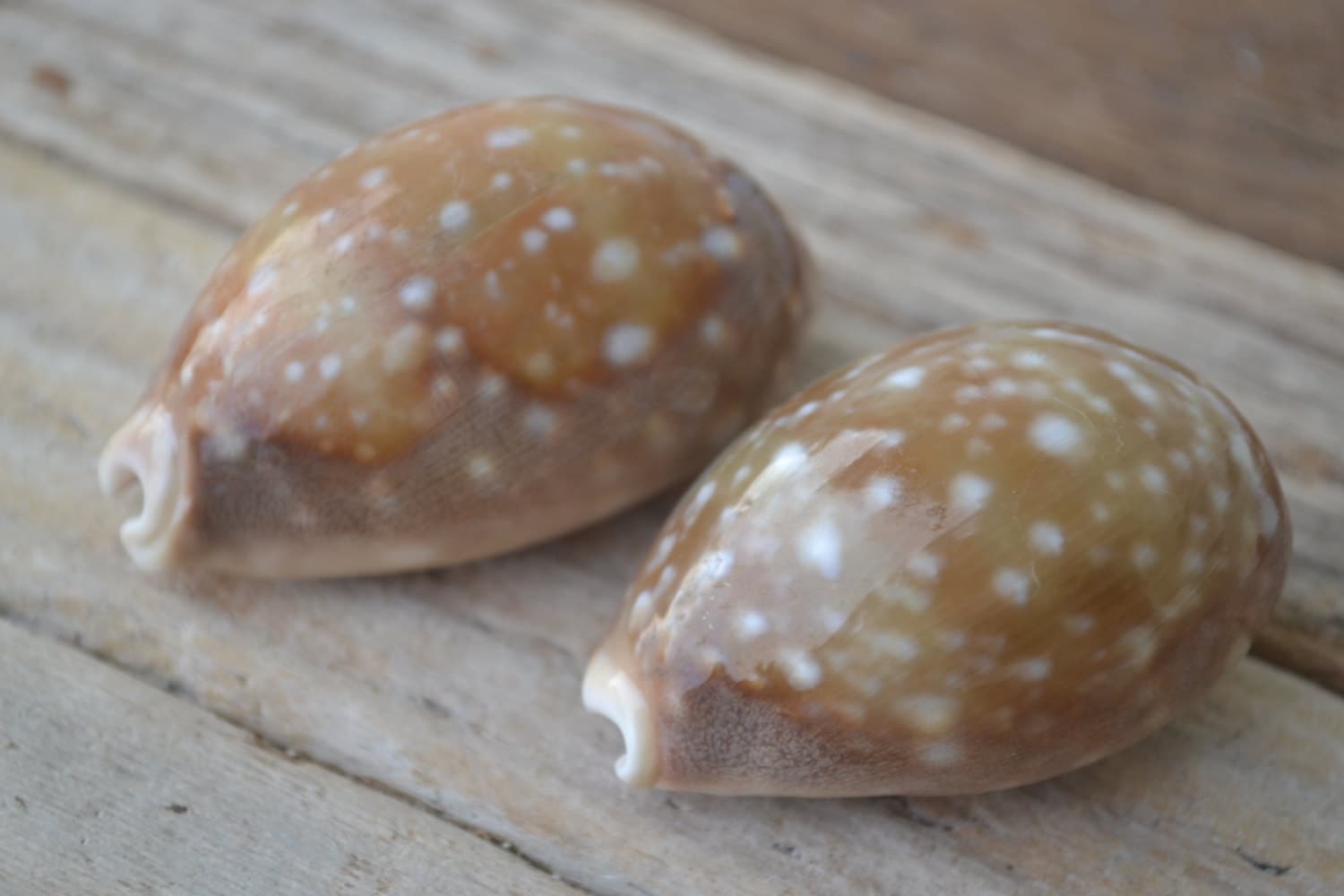 Deer Cowrie Shell 1.25 2 2 Pieces | Etsy