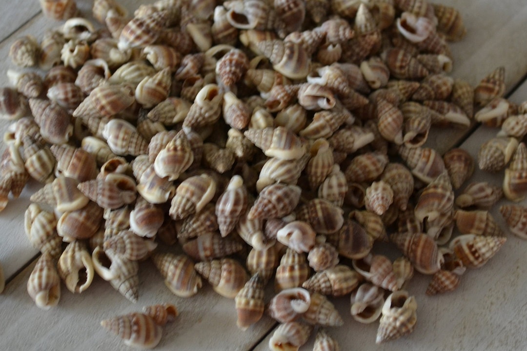 Nassarius Persica, Nassa Shells, Persian Shells (3/8 - 3/4") | 1/4 Cup ...