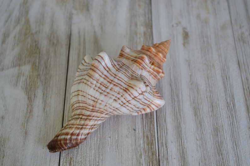 Striped Fox Conch Shell | 1 Shell - Etsy