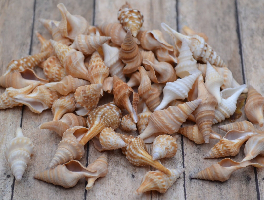 Javana Turrid Shells, Turricula Javana Shells (3/4 - 1 1/2") | 1/4 Cup ...