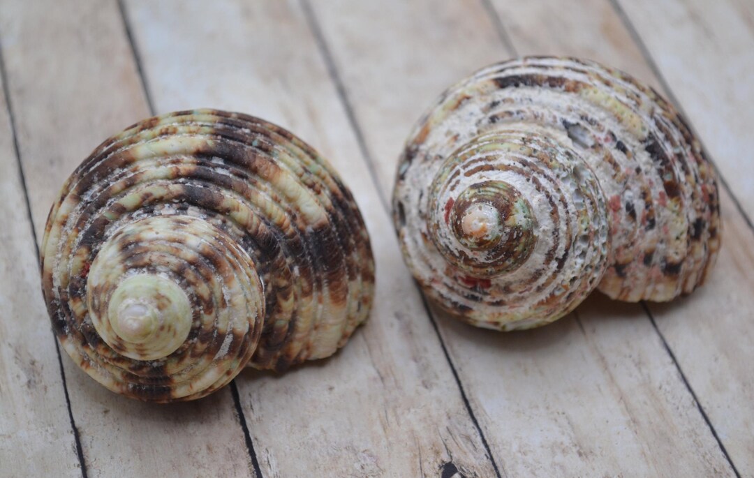 A Pair of Natural 2 Green Turbo Shells SL317 2 Shells - Etsy