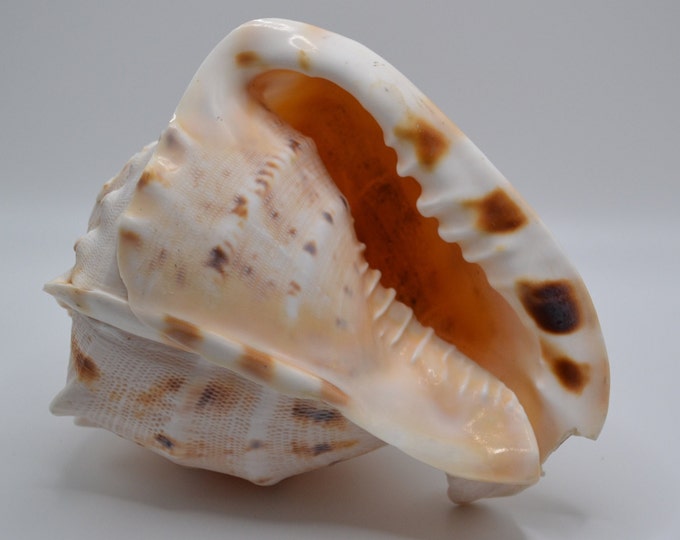 A Pair of Natural #2 Green Turbo Shells (SL318) | 2 Shells - Etsy