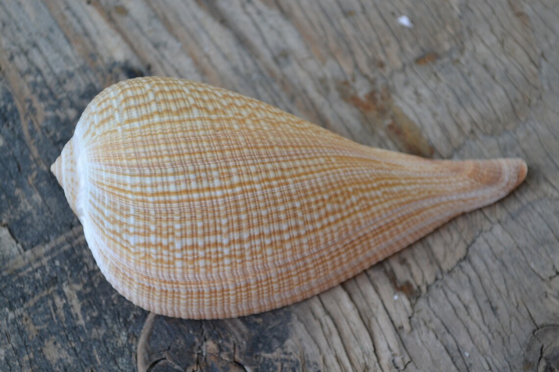 Paper Fig Shell 5 1 Piece - Etsy