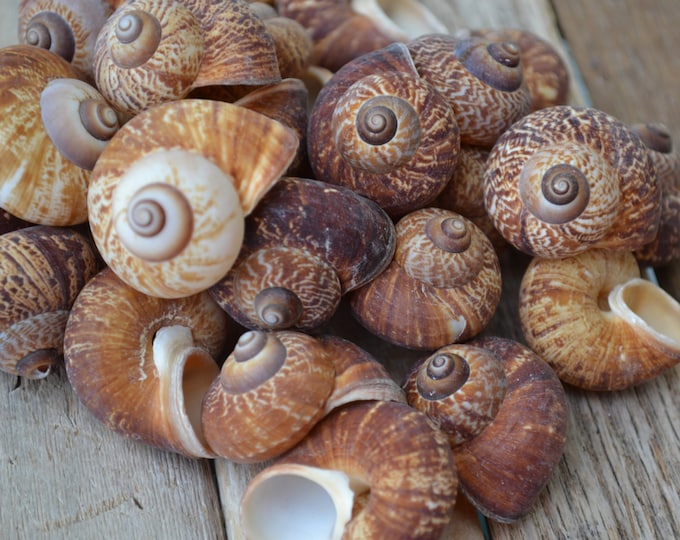 Bulk Haitian Tree Snail Shells candy Snail Shells Rainbow Hermit Crab ...