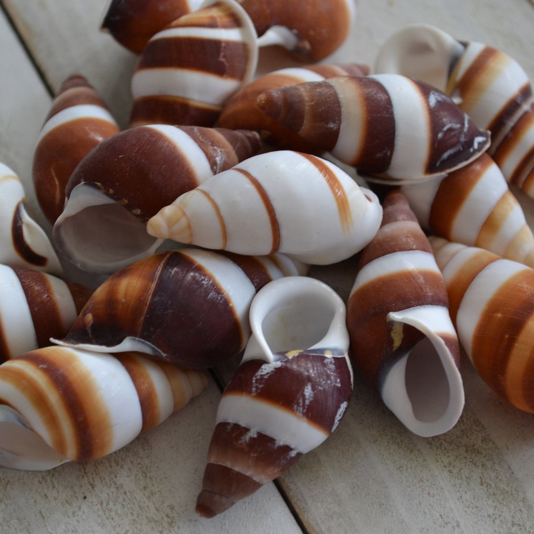 Helicostyla Partoloides Snail Shells, Hermit Crab Shells (apx 2") | 5 ...