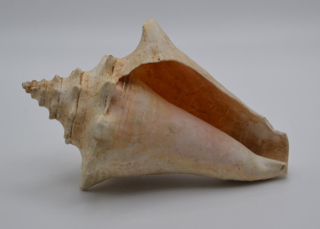 Juvenile Roller Quick Coral Conch Shell, Florida Keys, Natural Shell - Etsy