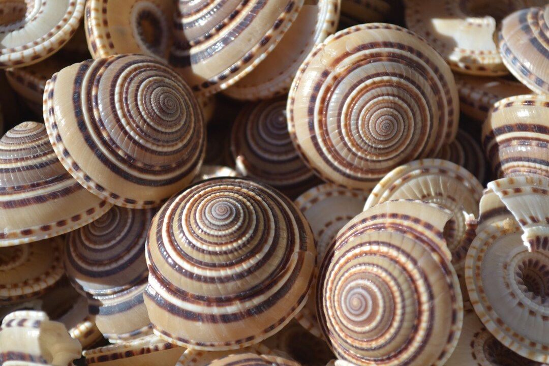 Large Sundial Shells (1.0 - 1.25") | 5 Pieces - Etsy