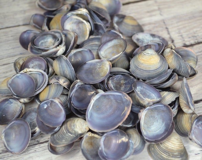 Bumble Bee Shell, Bee Hive Shells, Engina Mendicarea (1/4-1/2") | 10 ...