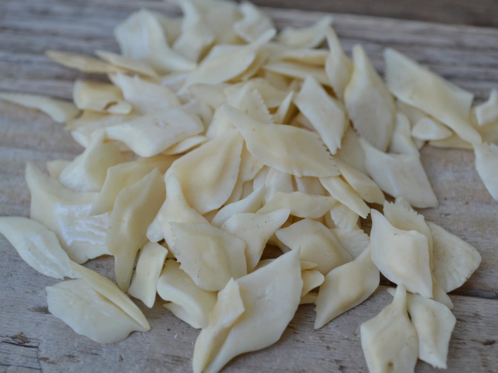 Gar Fish Scales, Gar Bone Scales (3/4 - 1 1/2") | 1/8 Cup - Etsy