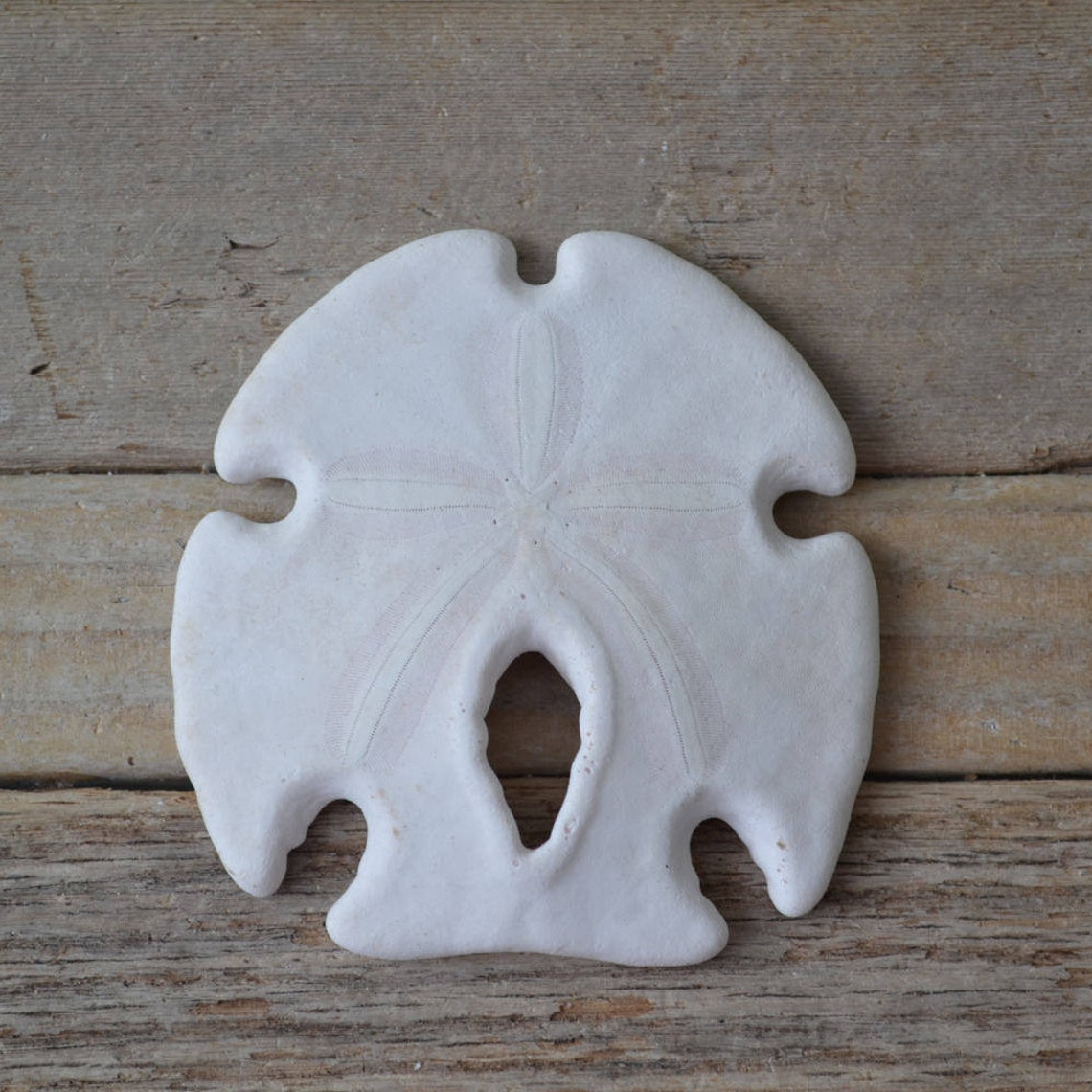 Keyhole Sand Dollars Mexican Arrowhead Sand Dollar Encope | Etsy