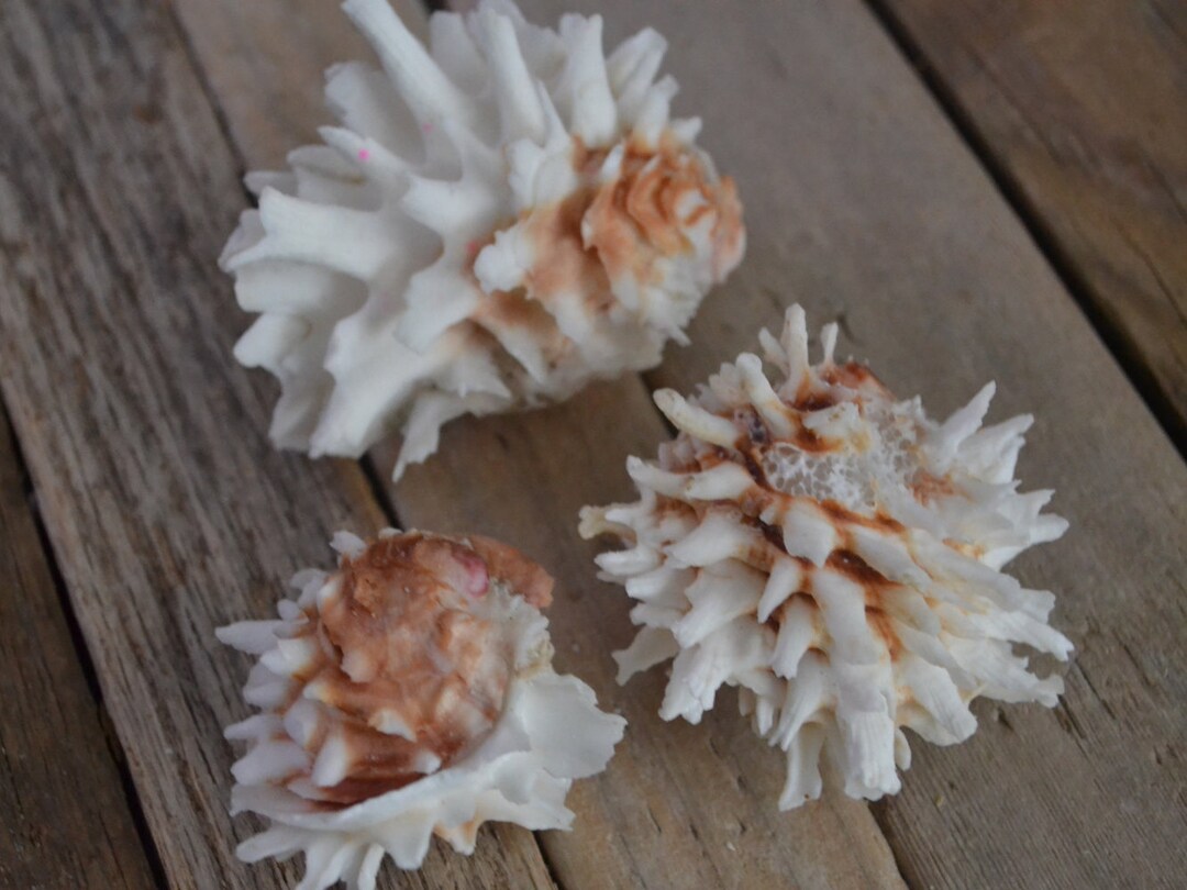 Jewel Box Seashell Pairs, Chylma Lazarius Shells (3.0 - 3.5") | 1 Pair ...
