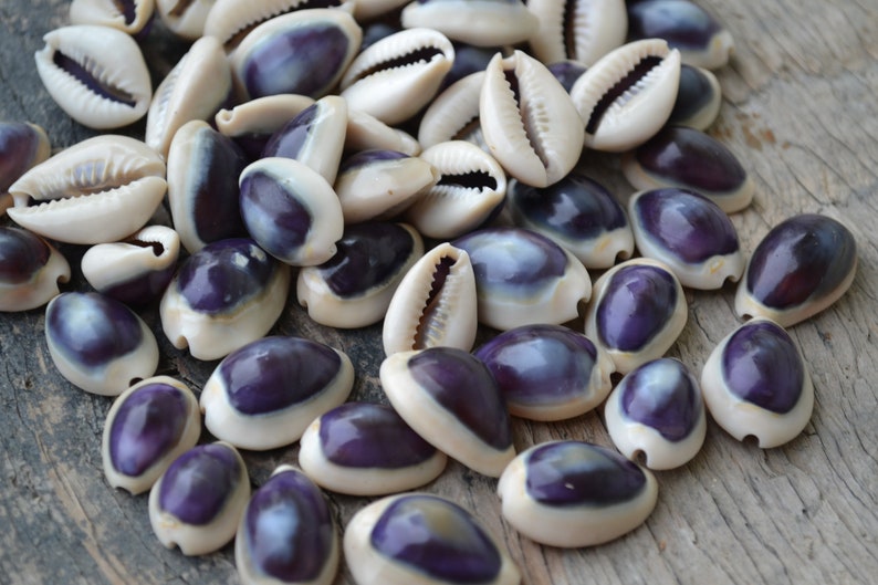 Ring Top Purple Cowrie, Purple Annulus, Purple Top Cowrie (apx 1/2 - 1 ...
