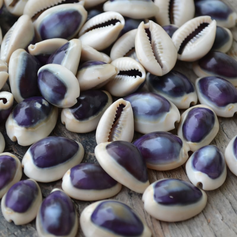 Purple Cowrie - Etsy