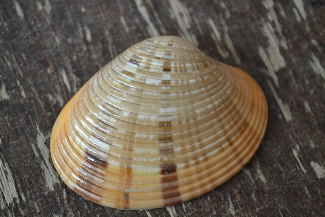 Sunray Venus Clam Shell, Callista Erycina Clam Shell ( 2.25 - 3") | 4 ...