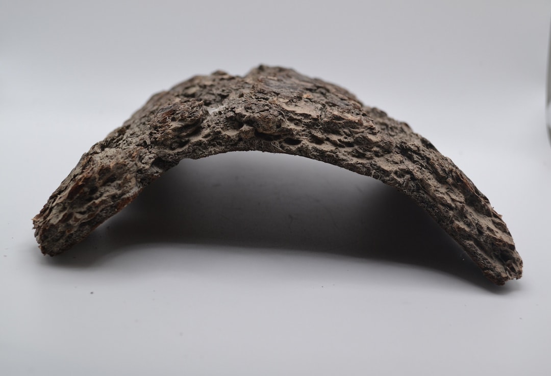 Oak Bark Slab, Air Plant Display, Lizzard Terrariums, Hermit Crab House ...