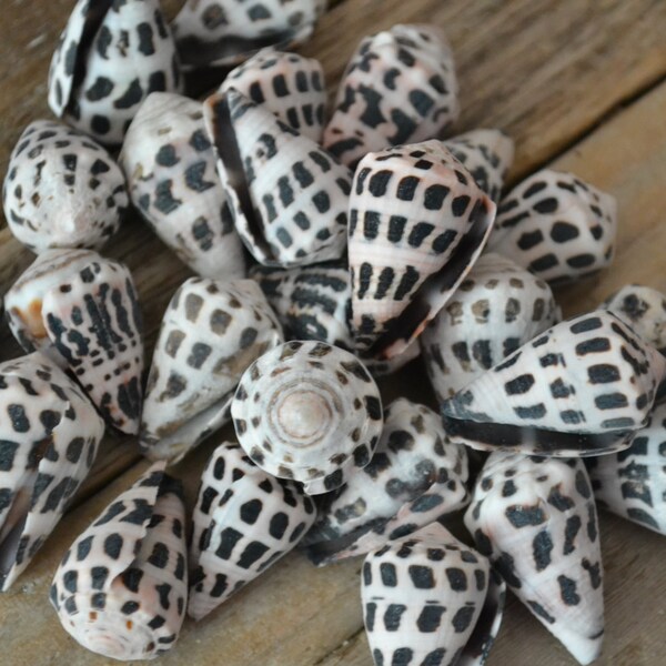 Hawaiian Cone Shell - Etsy