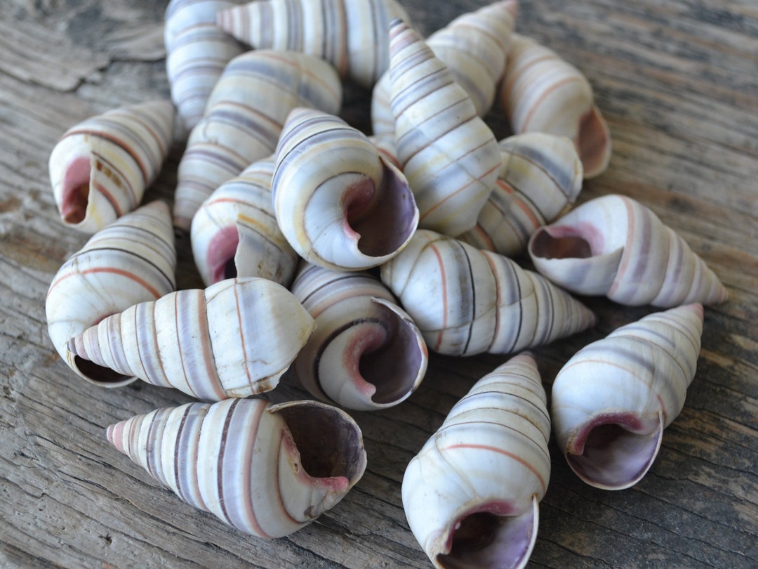 Haitian Tree Snail Shells, Candy Snail Shells, Candy Stripe Shell 3/4 ...