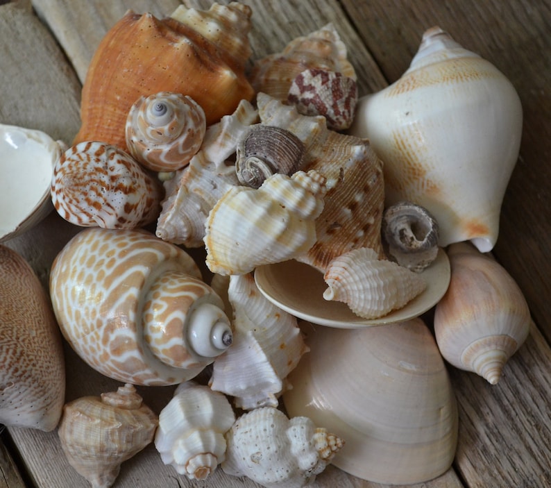 Caribbean Seashell Mix 3/4 2 1 Cup | Etsy