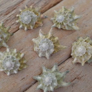 Astraea Calcar Shells, Spurred Turban Shells (1/2 -1") | 10 Pieces - Etsy