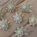 Astraea Calcar Shells, Spurred Turban Shells (1/2 -1") | 10 Pieces - Etsy