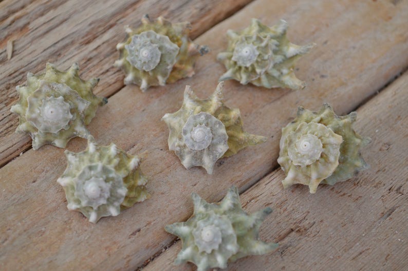 Astraea Calcar Shells, Spurred Turban Shells (1/2 -1") | 10 Pieces - Etsy