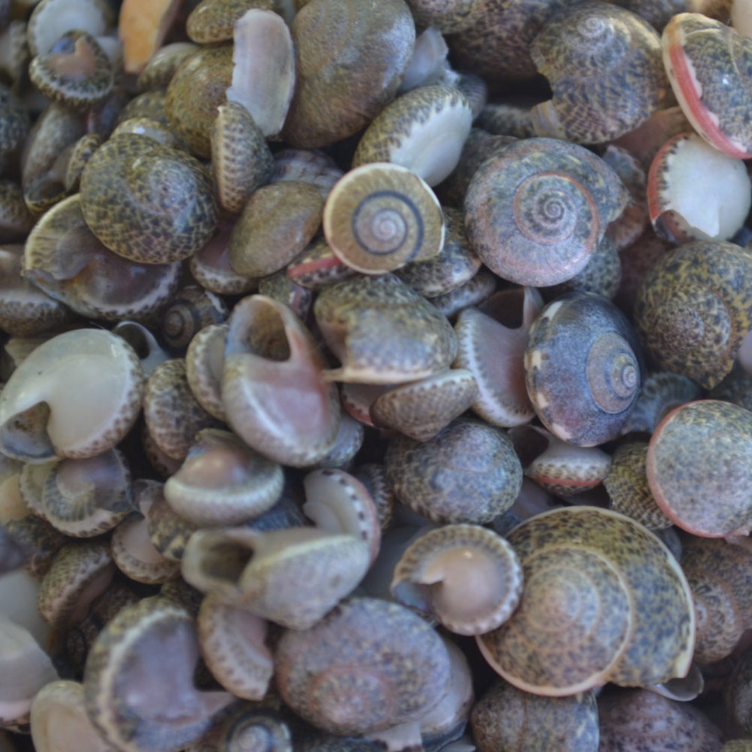 Natural Black Umbonium Shells (1/4 - 1/2") | 1/4 Cup - Etsy